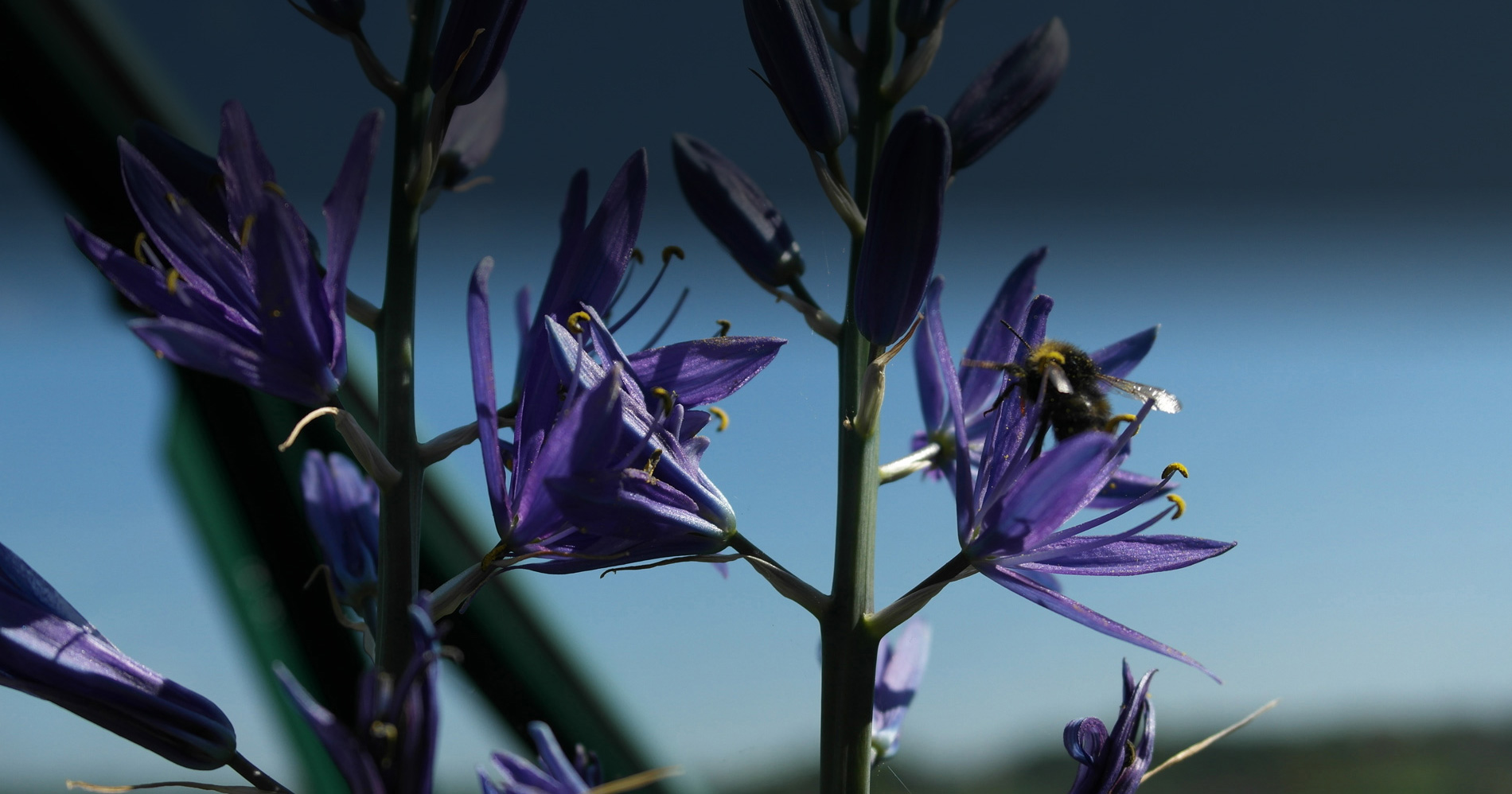 Hare Spring Cottage Plants
