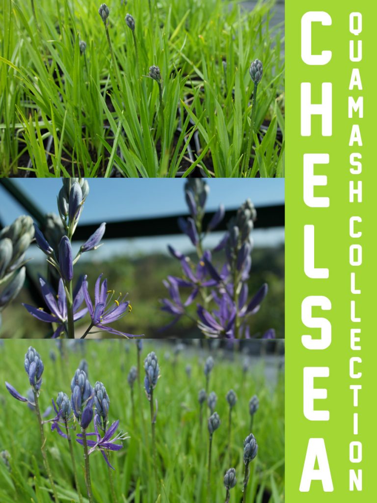 Camassia quamash ‘Blue Melody’ – Hare Spring Cottage Plants