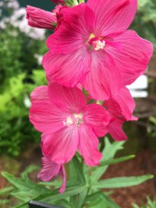 SHOP SIDALCEA – Hare Spring Cottage Plants