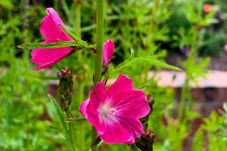 ABOUT SIDALCEA – Hare Spring Cottage Plants