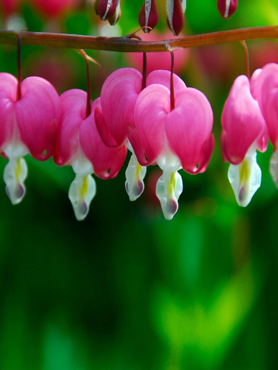 Lamprocapnos spectabilis AGM (Bleeding Heart) – Hare Spring Cottage Plants