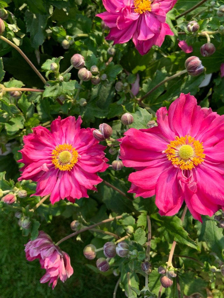 Shop – Hare Spring Cottage Plants