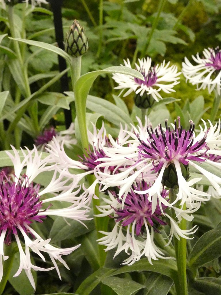 Salvia nemorosa ‘Caradonna Pink Inspiration’ – Hare Spring Cottage Plants