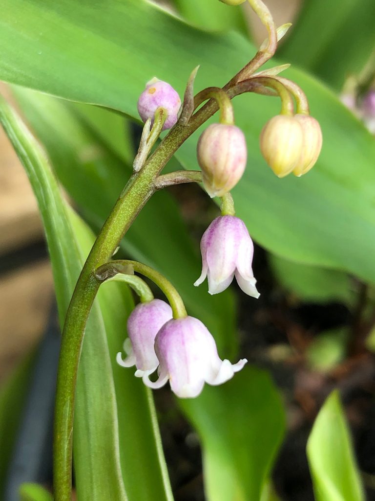 Melica altissima ‘Alba’ – Hare Spring Cottage Plants