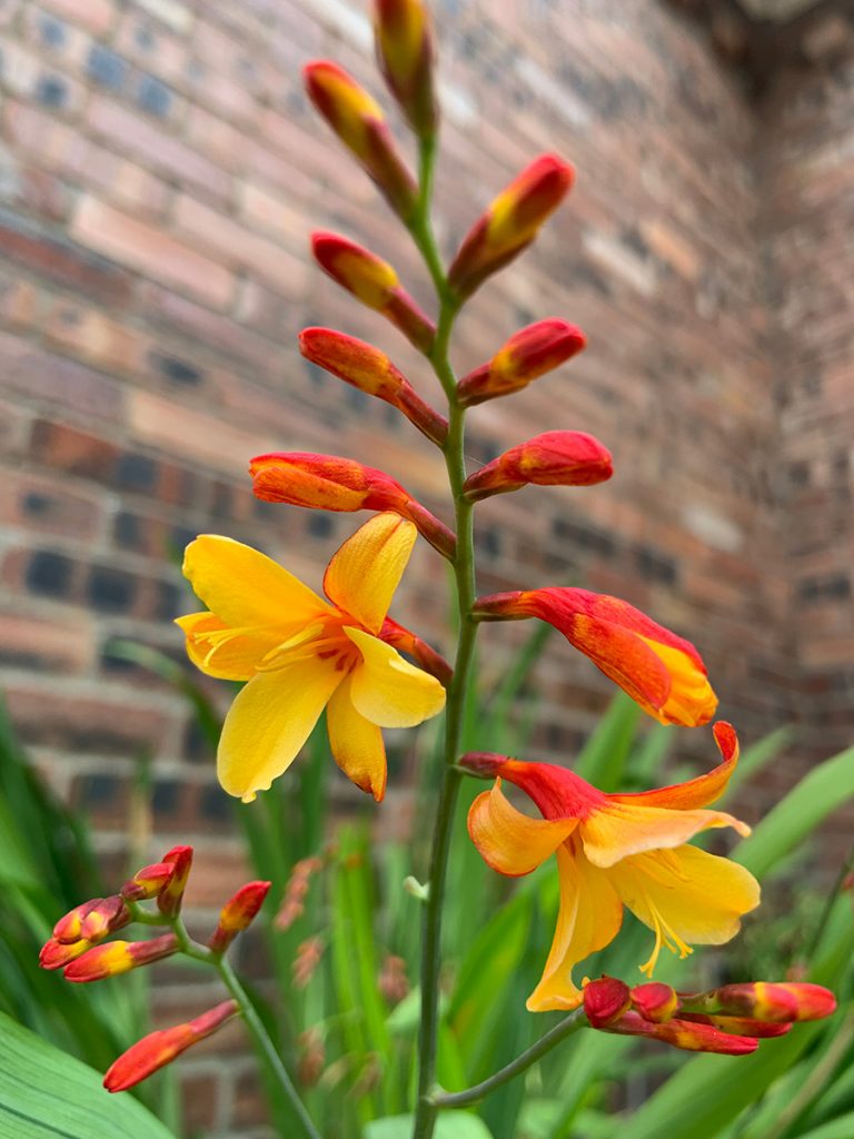 Melica altissima ‘Alba’ – Hare Spring Cottage Plants