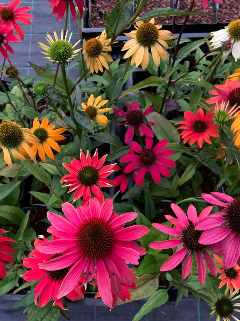 Echinacea ‘Cheyenne Spirit’ – Hare Spring Cottage Plants