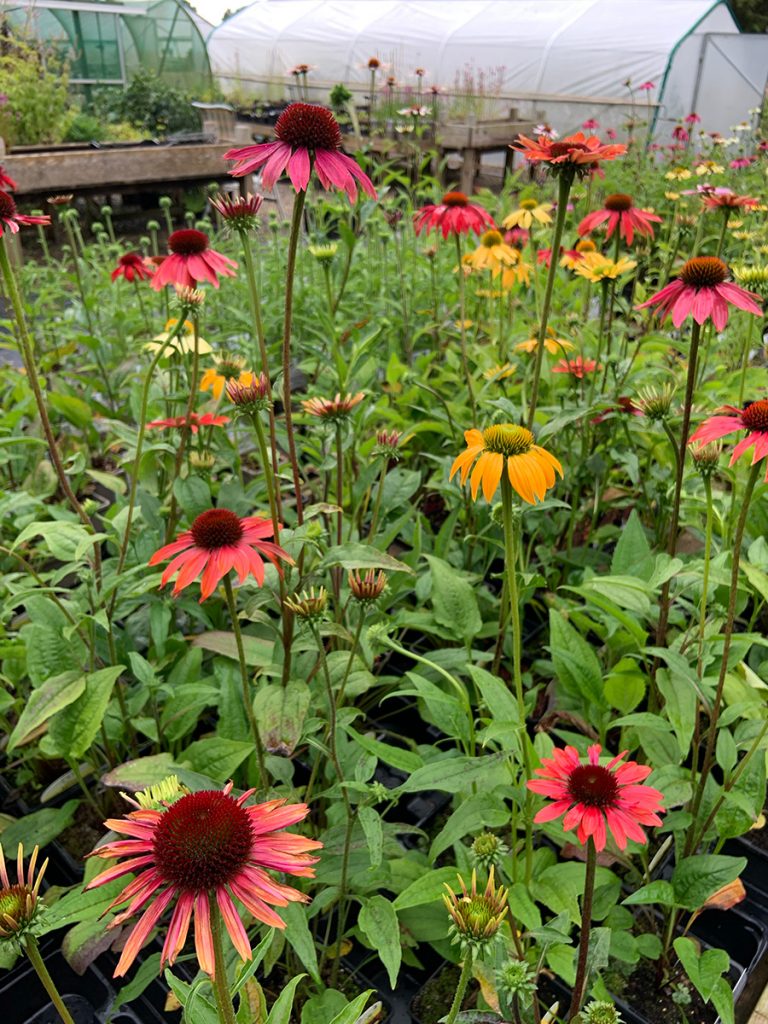 Echinacea ‘Cheyenne Spirit’ – Hare Spring Cottage Plants