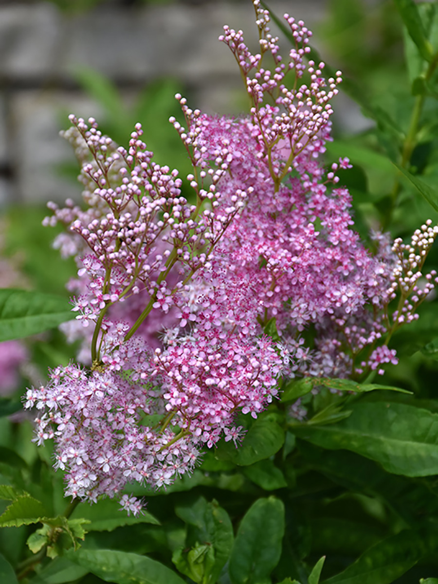 Filipendula rubra ‘Venusta’ AGM – Hare Spring Cottage Plants