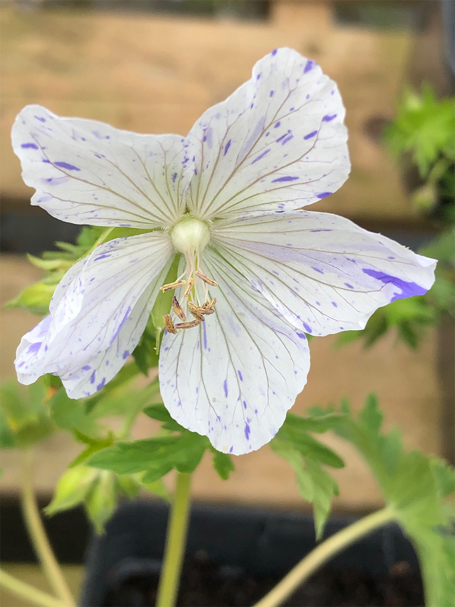 Geranium pratense ‘Splish Splash’ – Hare Spring Cottage Plants
