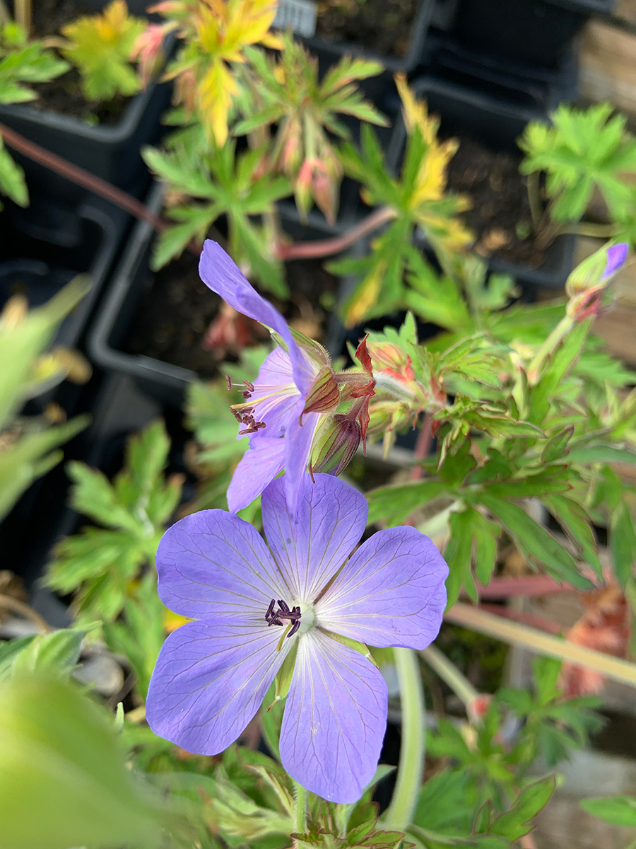 Geranium pratense ‘Splish Splash’ – Hare Spring Cottage Plants
