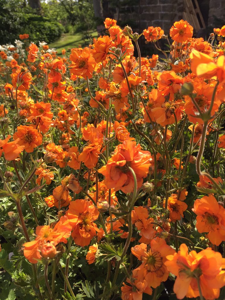 SHOP HARDY PLANTS – Page 3 – Hare Spring Cottage Plants