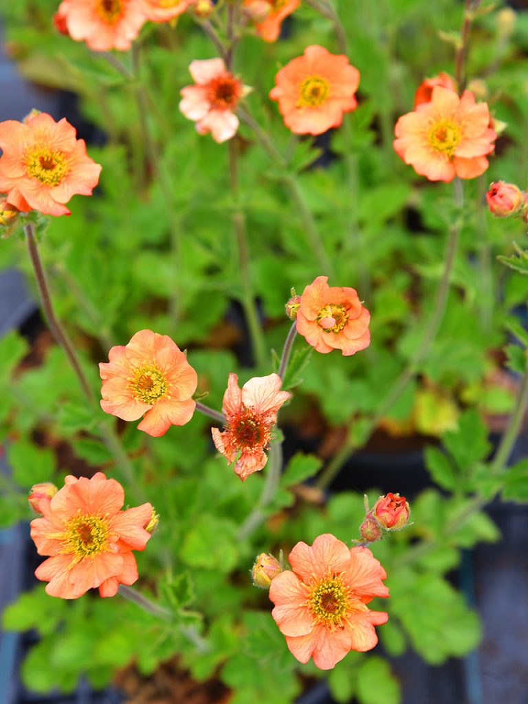 SHOP HARDY PLANTS – Page 3 – Hare Spring Cottage Plants