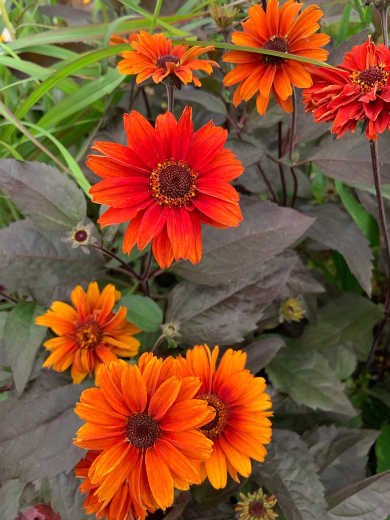 Heliopsis helianthoides ‘Fire Twister’ – Hare Spring Cottage Plants