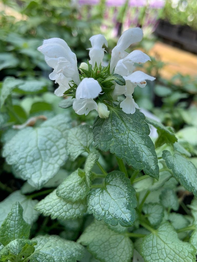 Lamium maculatum ‘White Nancy’ – Hare Spring Cottage Plants