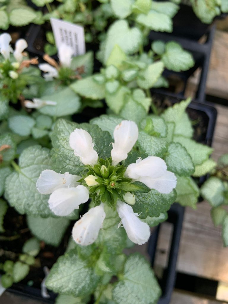 Lamium maculatum ‘White Nancy’ – Hare Spring Cottage Plants