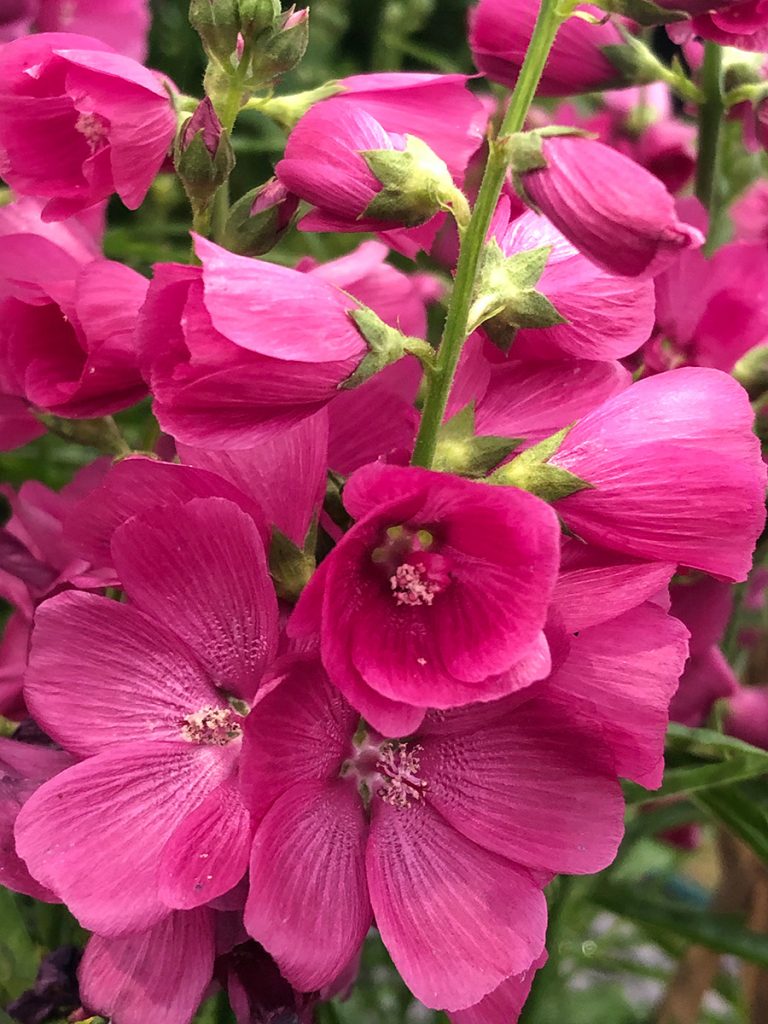 SHOP SIDALCEA – Hare Spring Cottage Plants
