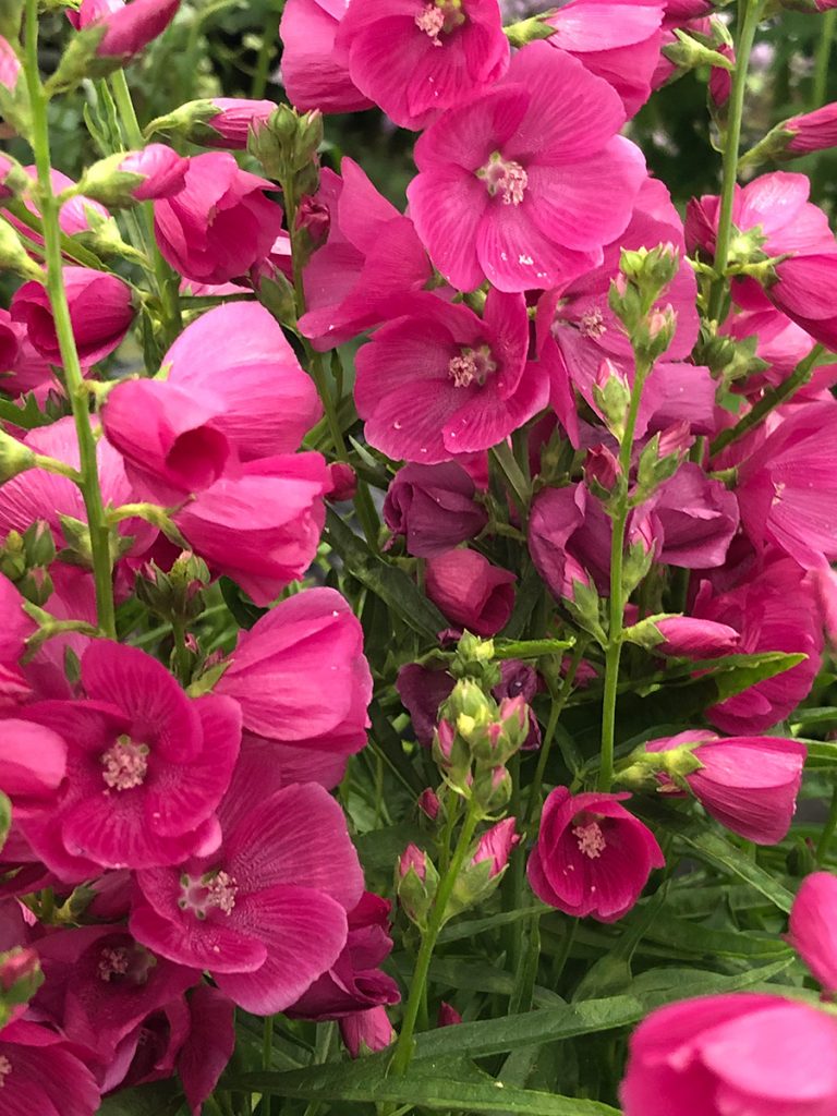 Sidalcea ‘Brilliant’ – Hare Spring Cottage Plants