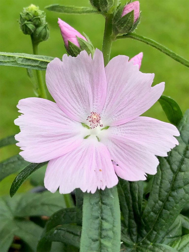 SHOP SIDALCEA – Hare Spring Cottage Plants