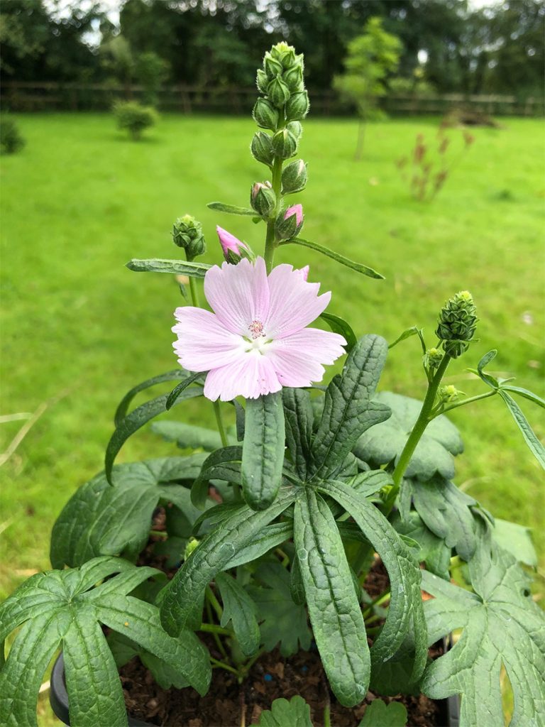 SHOP SIDALCEA – Hare Spring Cottage Plants