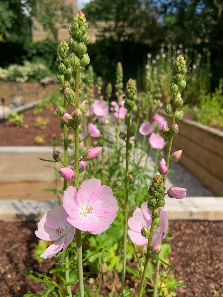 Sidalcea ‘Little Princess’ – Hare Spring Cottage Plants