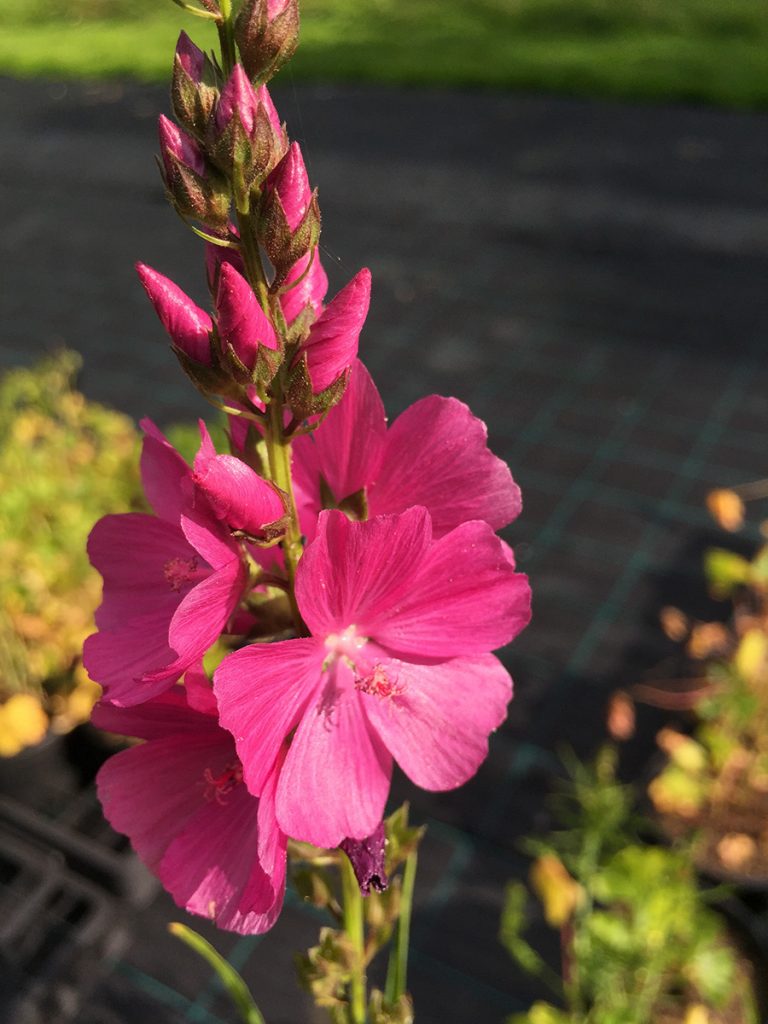 SHOP SIDALCEA – Hare Spring Cottage Plants