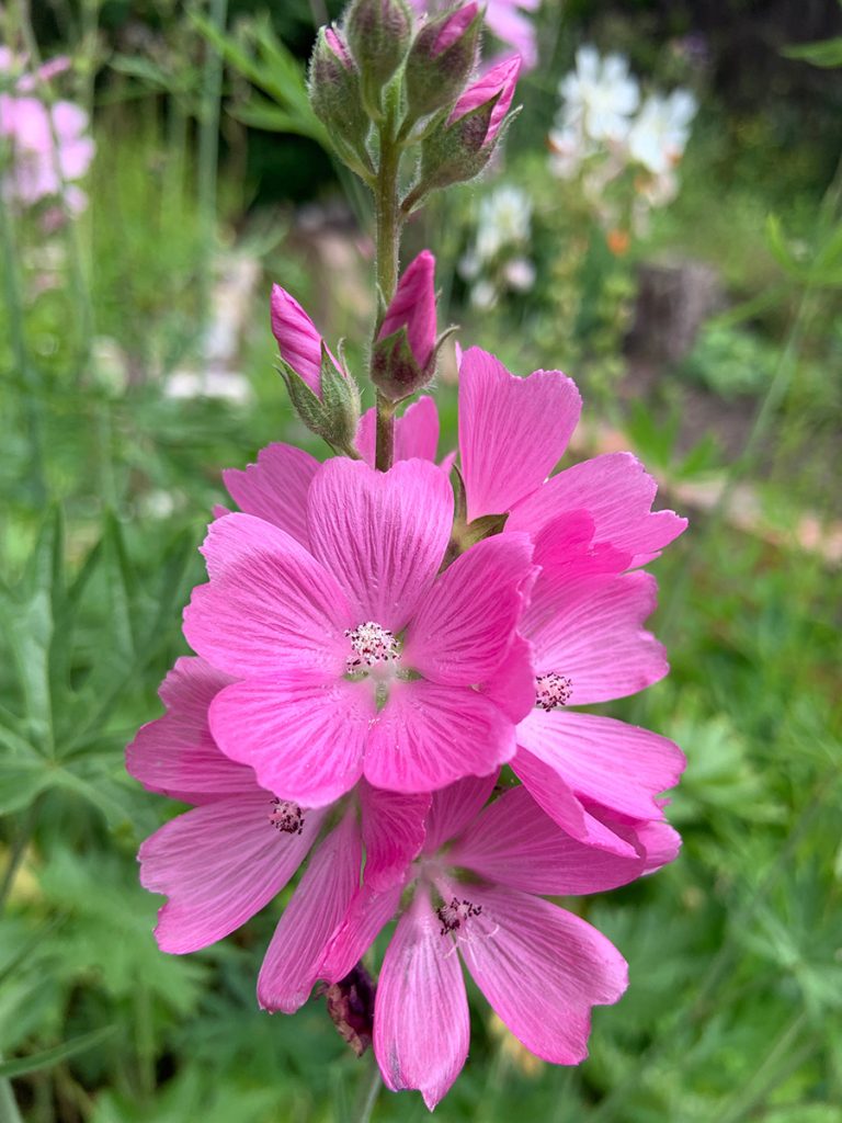 Sidalcea ‘Rosaly’ – Hare Spring Cottage Plants