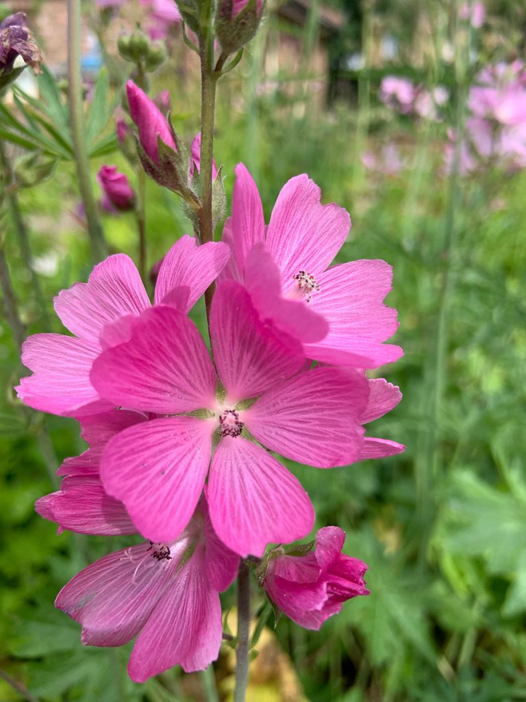 SHOP SIDALCEA – Hare Spring Cottage Plants