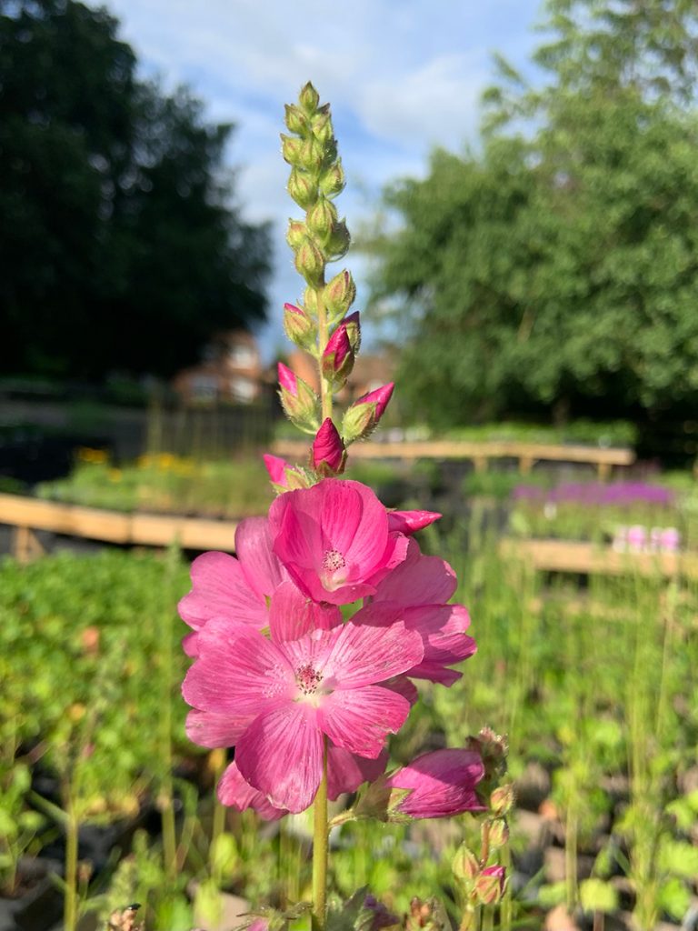 Sidalcea ‘Rosy Gem’ – Hare Spring Cottage Plants