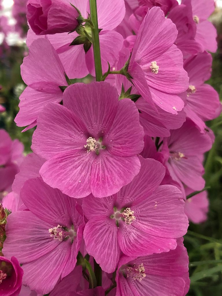 SHOP SIDALCEA – Hare Spring Cottage Plants