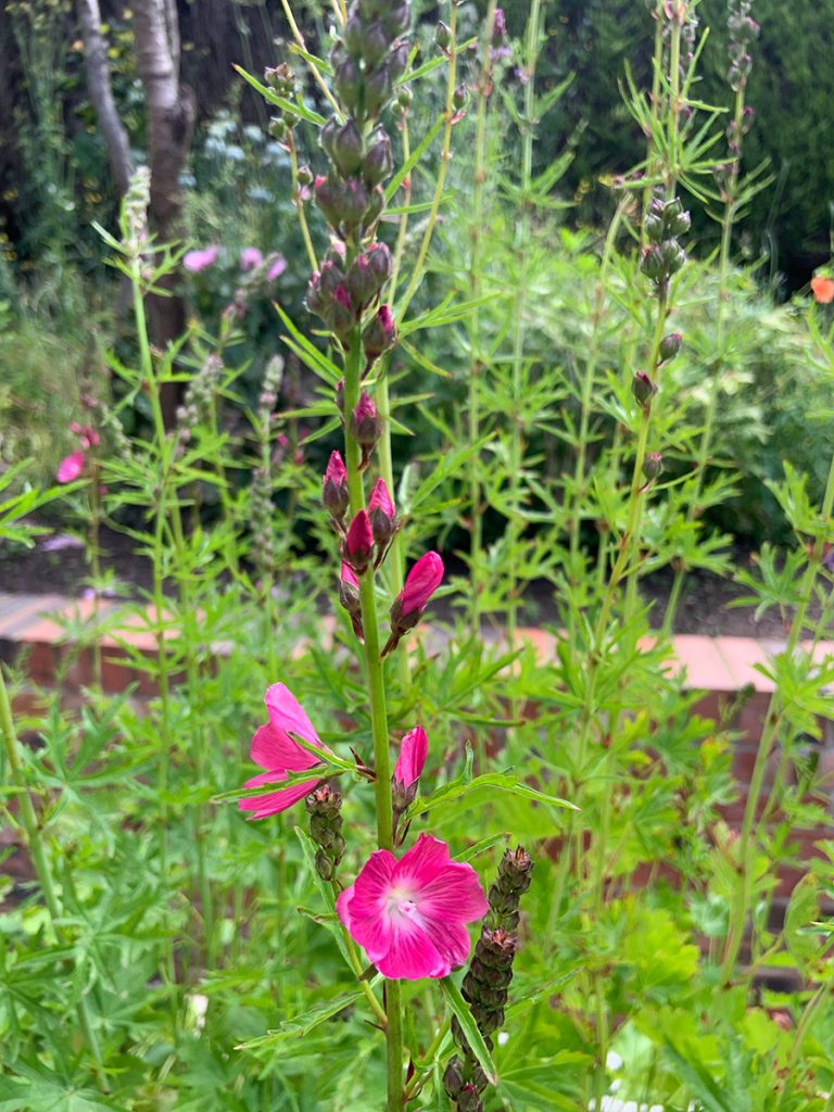 Sidalcea ‘Brilliant’ – Hare Spring Cottage Plants
