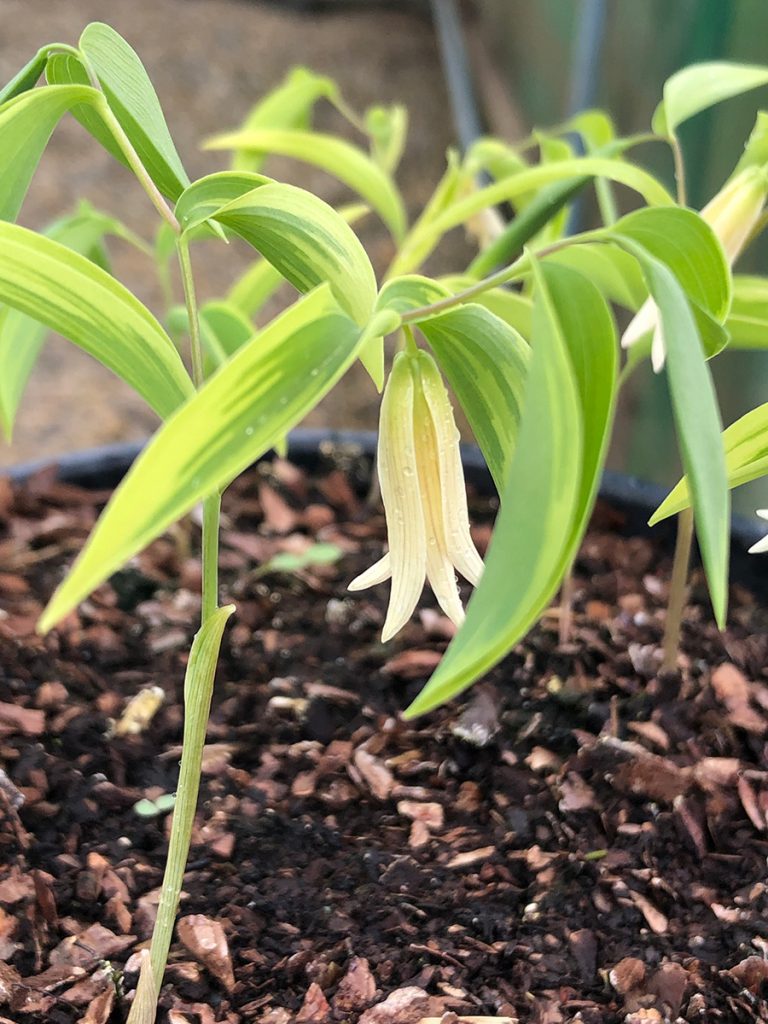 Uvularia ‘Cobblewood Gold’ – Hare Spring Cottage Plants