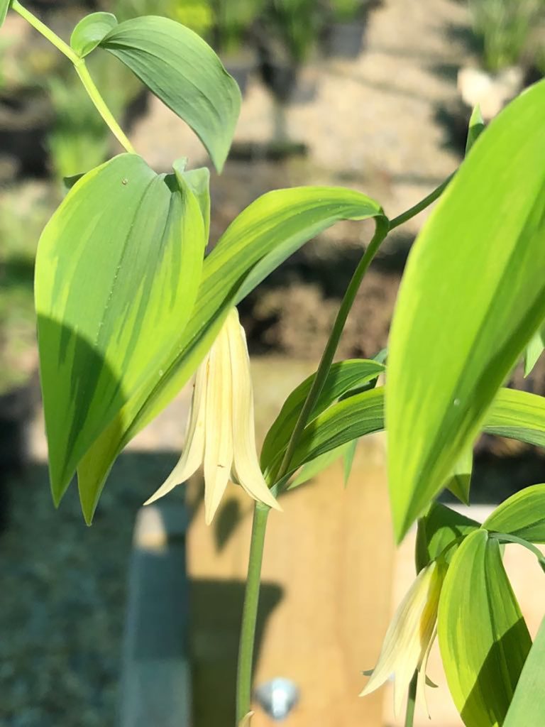 SHOP UVULARIA – Hare Spring Cottage Plants