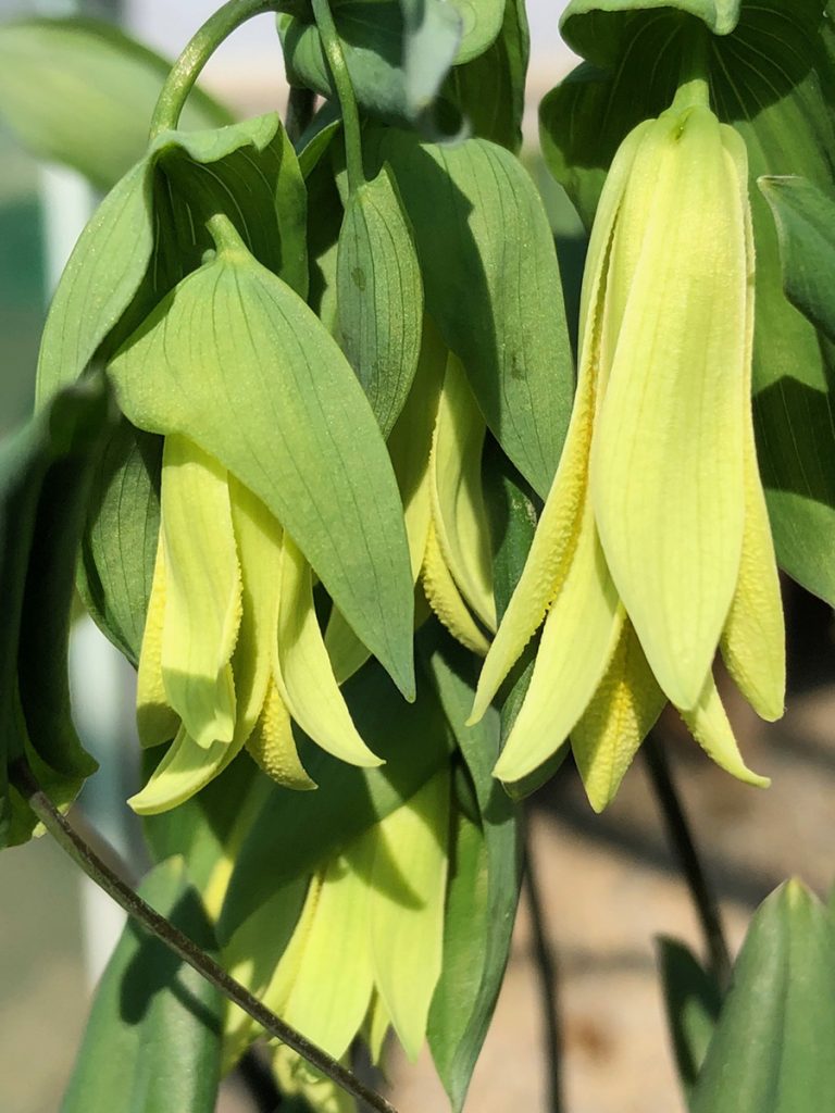 SHOP UVULARIA – Hare Spring Cottage Plants