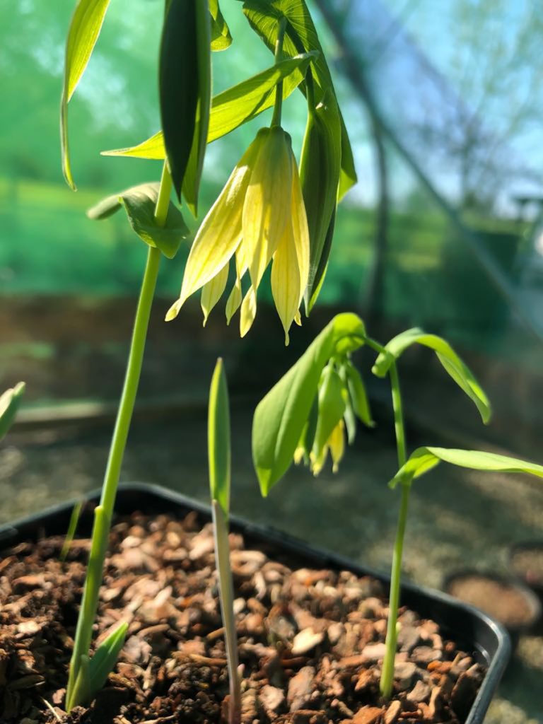SHOP UVULARIA – Hare Spring Cottage Plants
