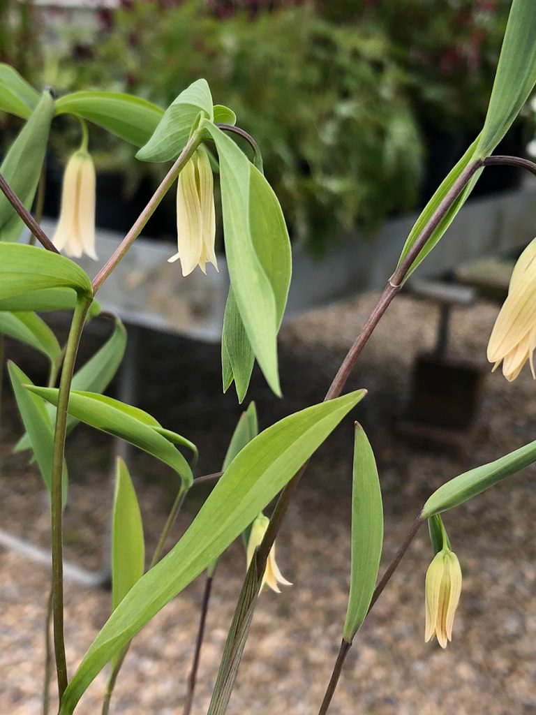 Uvularia ‘Cobblewood Gold’ – Hare Spring Cottage Plants