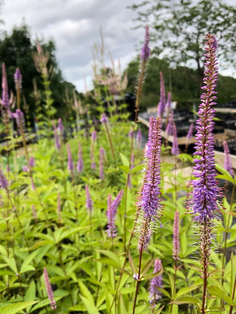 SHOP HARDY PLANTS – Page 4 – Hare Spring Cottage Plants