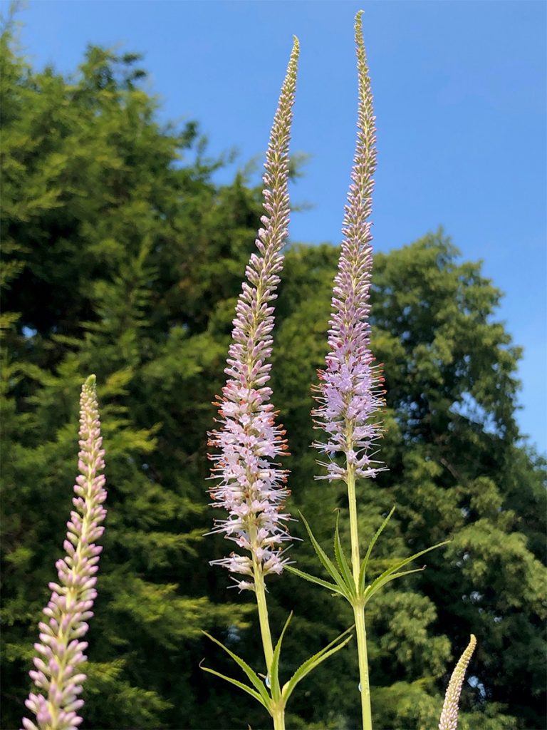 Veronicastrum virginicum ‘Lavendelturm’ AGM – Hare Spring Cottage Plants