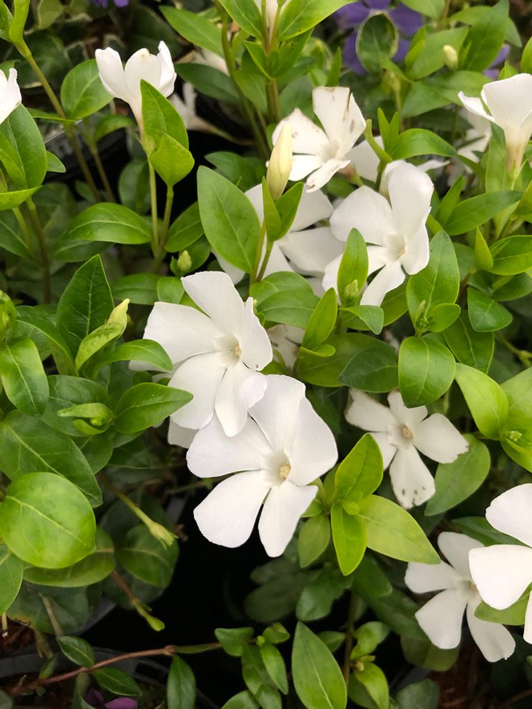 Vinca minor f. alba ‘Gertrude Jekyll’ – Hare Spring Cottage Plants